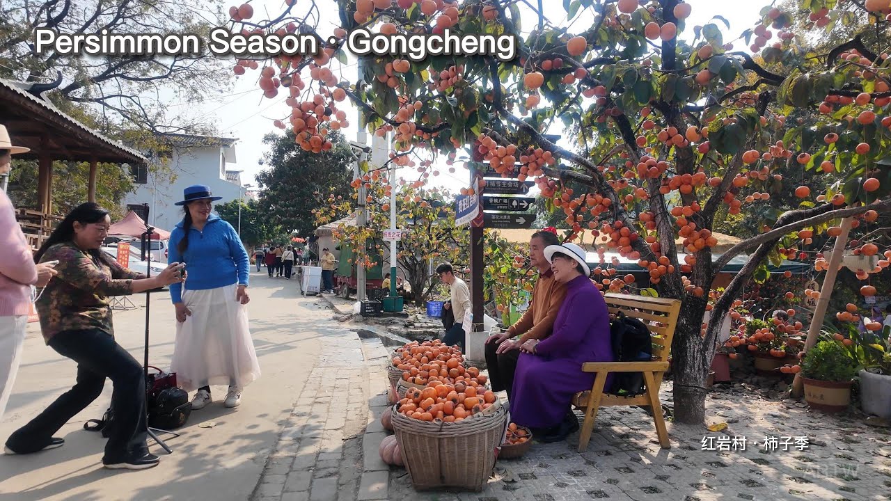 Guilin Gongcheng Persimmon Festival Walk | Hongyan Village Homes & Food ...