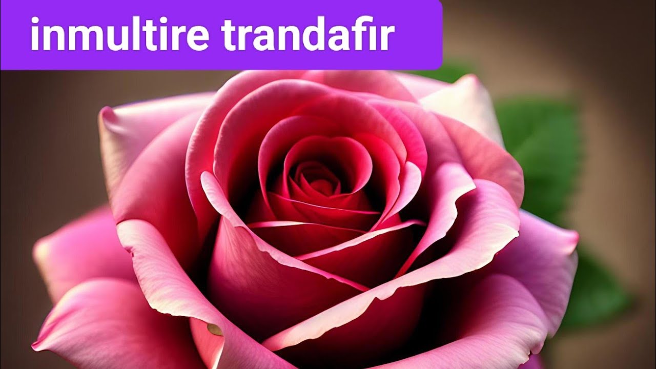 inmultirea trandafirilor prin butasi toamna - YouTube