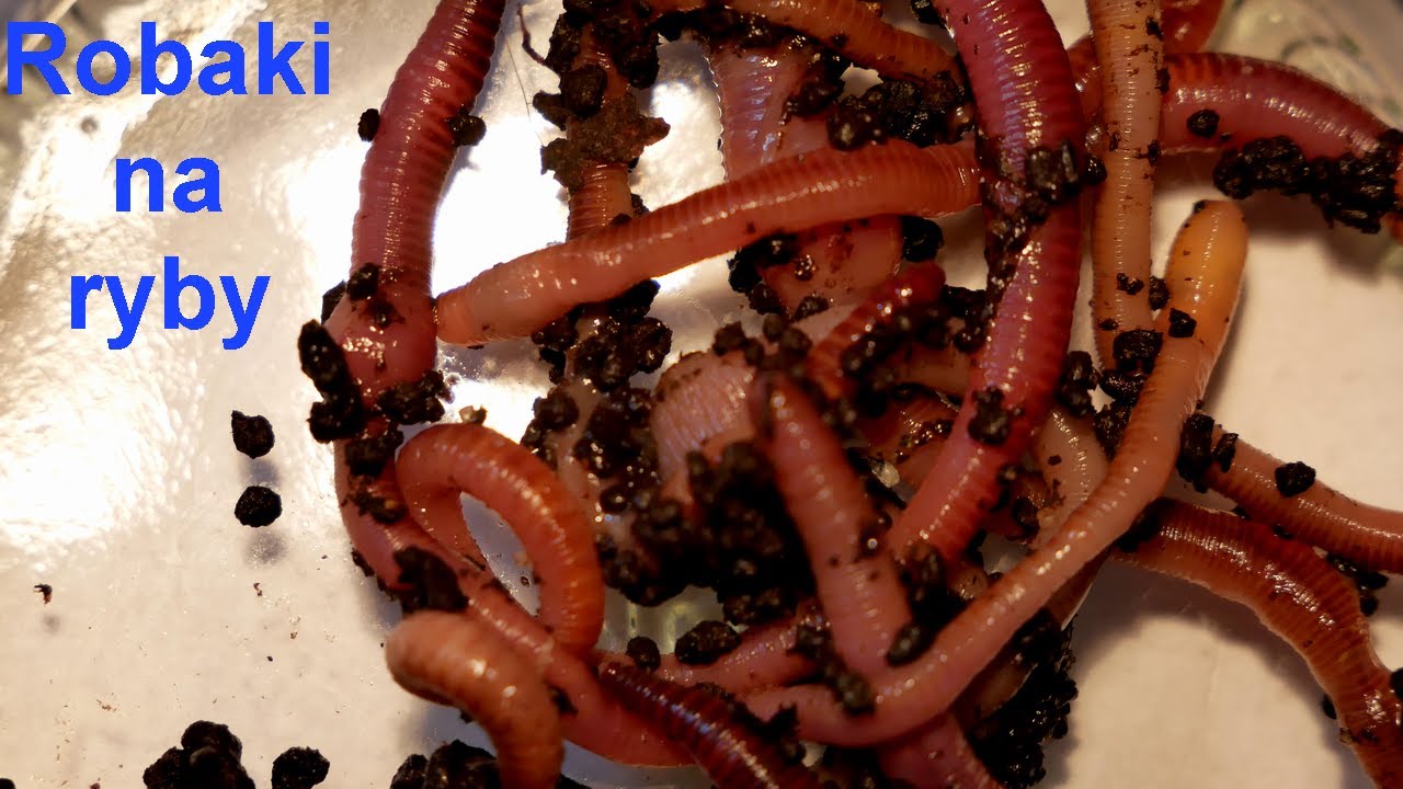 Robaki na ryby.🐍🐍🐍 - YouTube