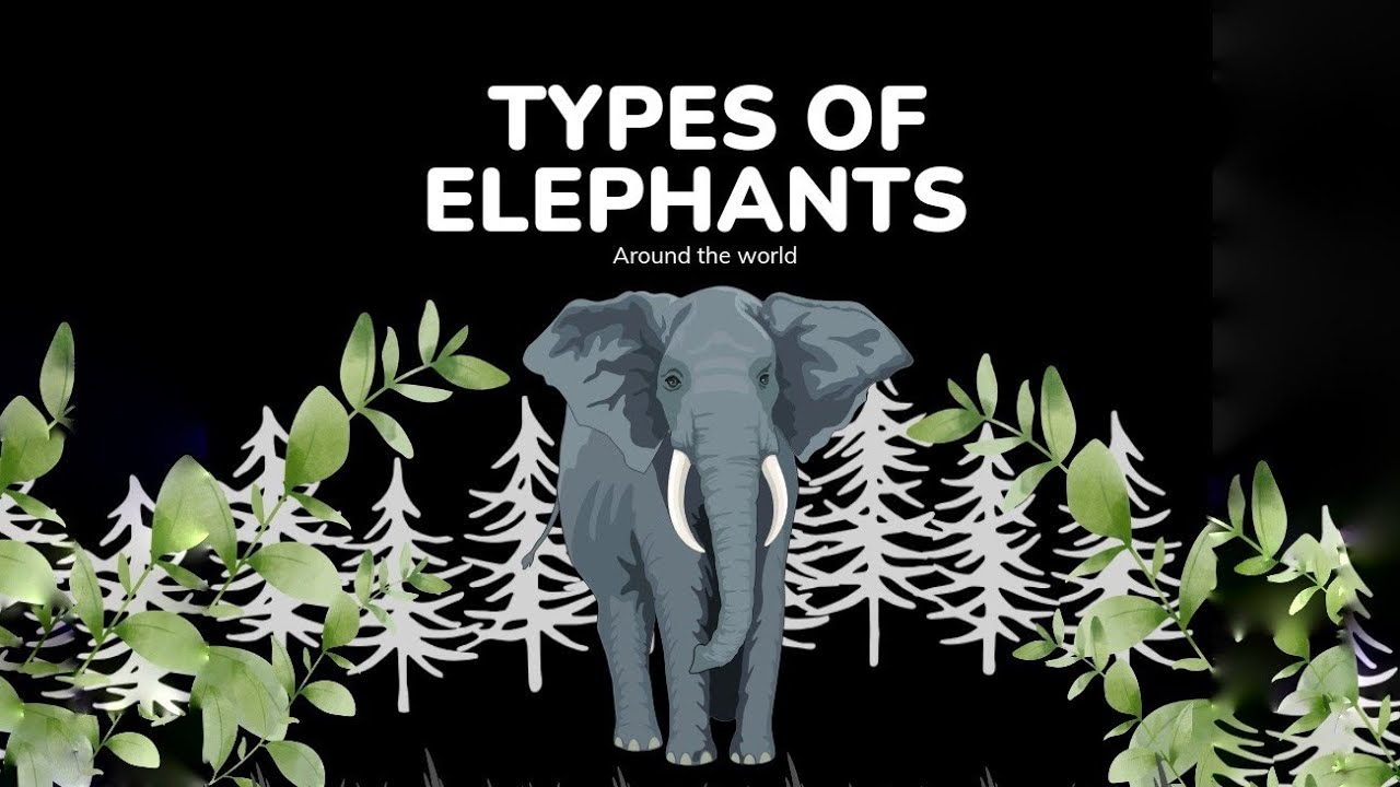 The Amazing World of Elephants: Types, Traits, and Conservation Efforts ...