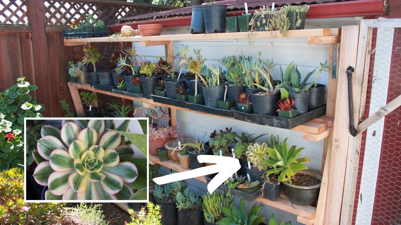 How To Build a Succulent Plant Shelf! - YouTube