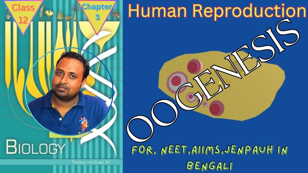 Oogenesis class 12@Harun-biozone - YouTube