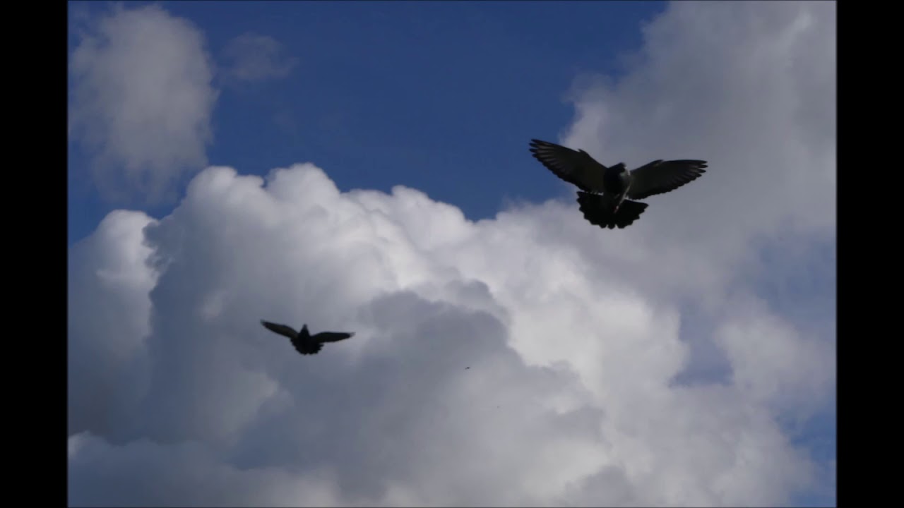 Buchon Balear / Dutch Balear 55 - YouTube