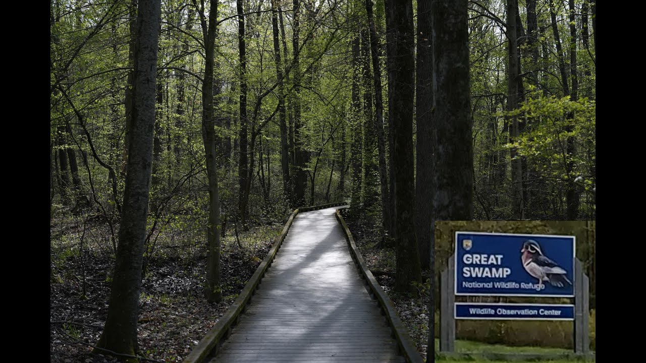 Great Swamp National Wildlife Refuge - YouTube