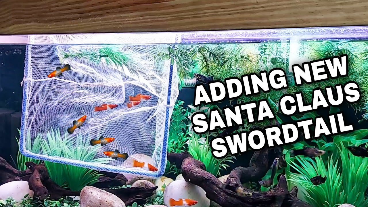 Adding New Santa Claus Swordtail Fish In Livebearer Tank - YouTube