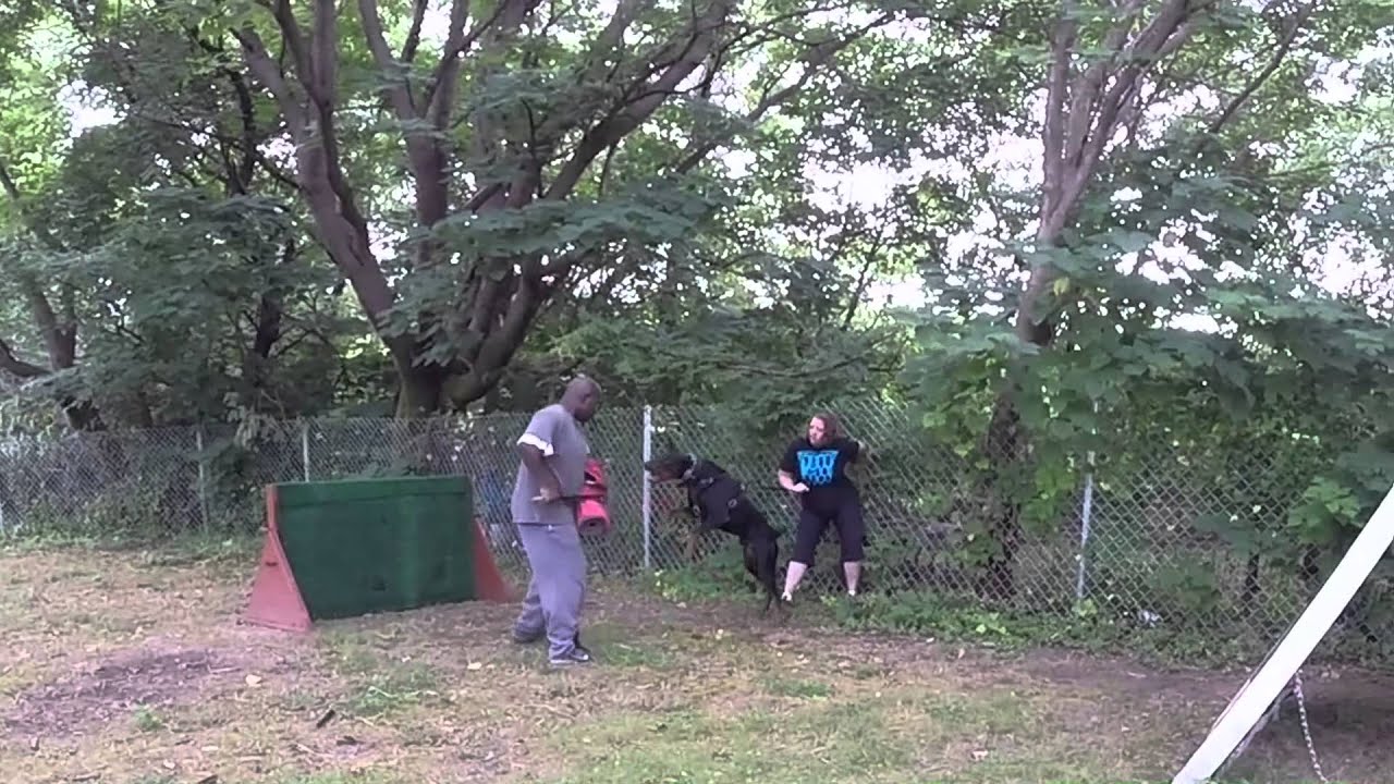 Bite work. K9 protection. Shutzhund training. K9Koncepts. - YouTube