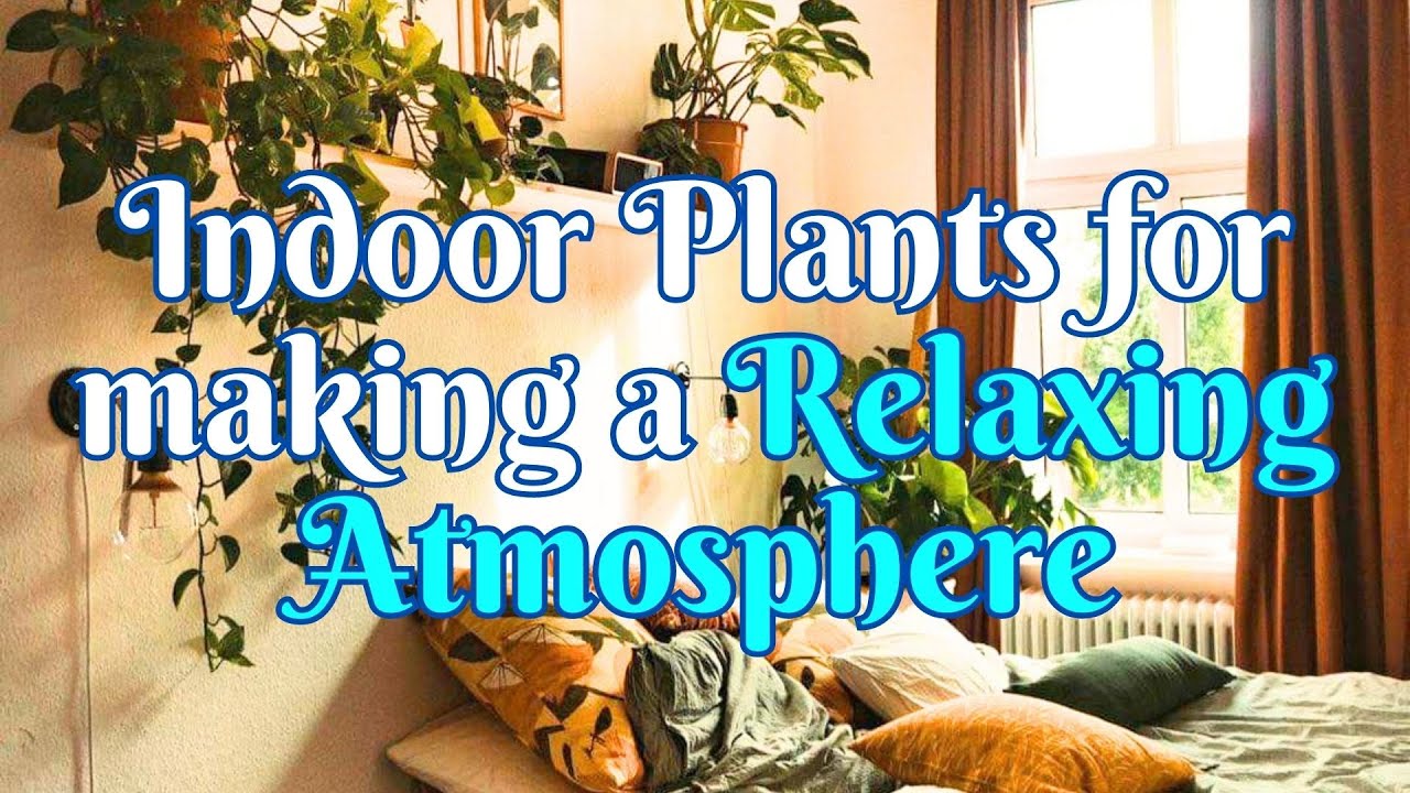 Indoor Plants for making a Relaxing Atmosphere | Houseplant that will ...