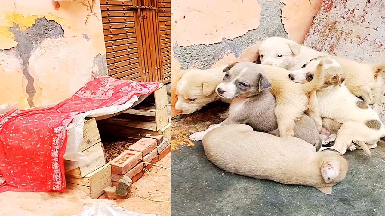6 Newborn Puppies of Street Dog playing in the street, Temperary house ...