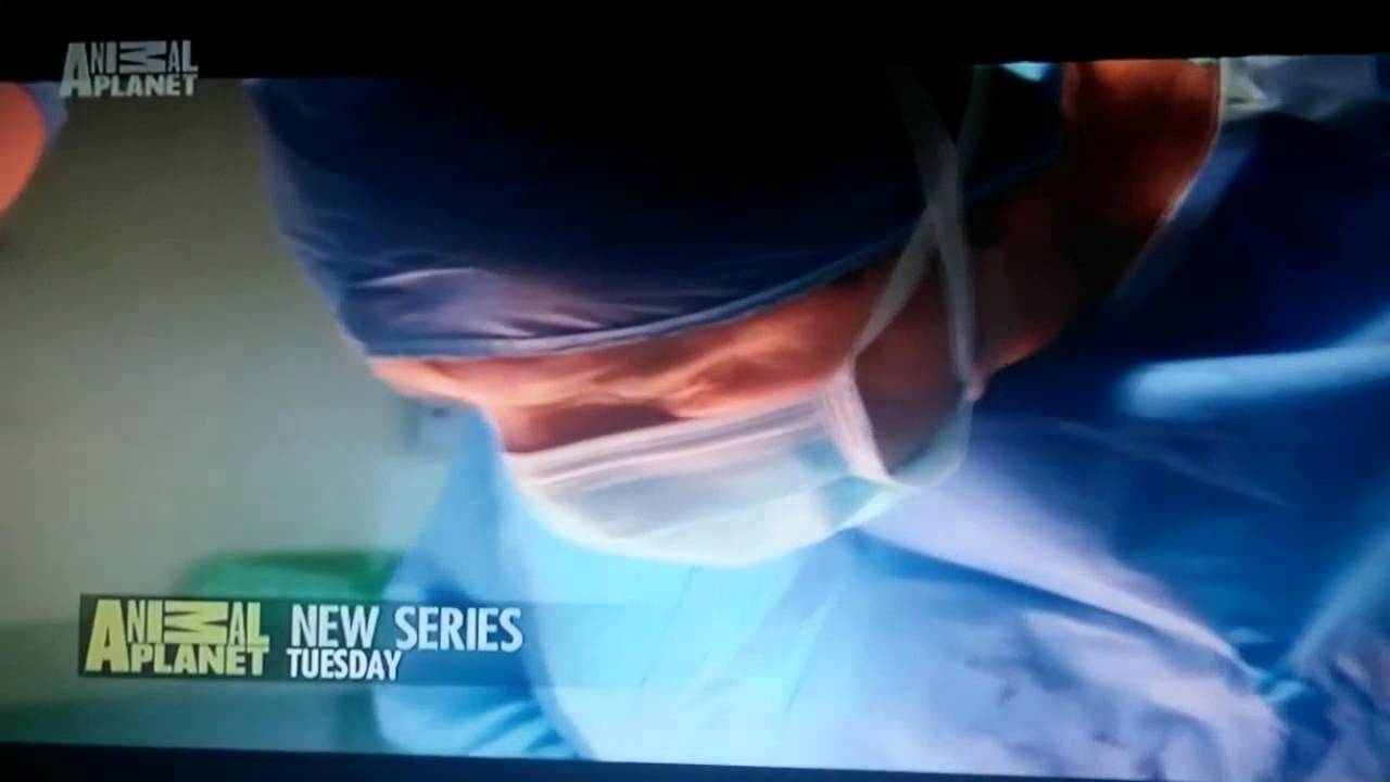 Animal Planet Europe Continuity November 2014 - YouTube