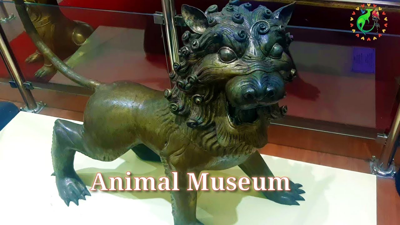Animal Museum View | Amazing Museum Video - YouTube