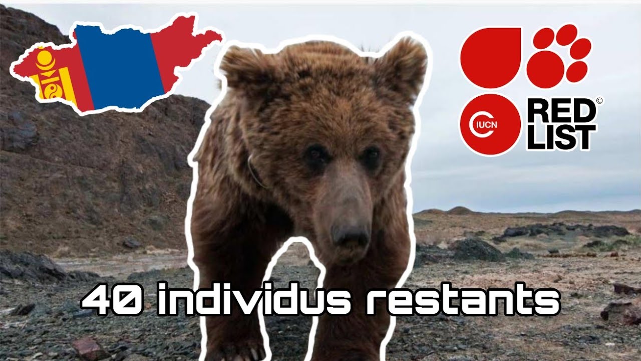 L'ours de Gobi : plus RARE que le panda 🐼 - YouTube