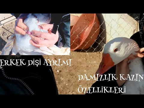 KAZLARDA ERKEK DİŞİ AYRIMI NASIL YAPILIR? DAMIZLIK ÖZELLİKLERİ/?/ERKEK DİŞİ ORANI ?