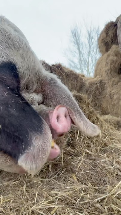 Breakfast for Domino the pig - YouTube