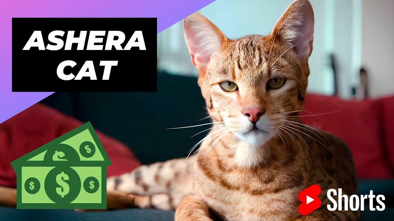 Ashera Cat 🐱 The Most Expensive Cat In The World #shorts #ashera # ...