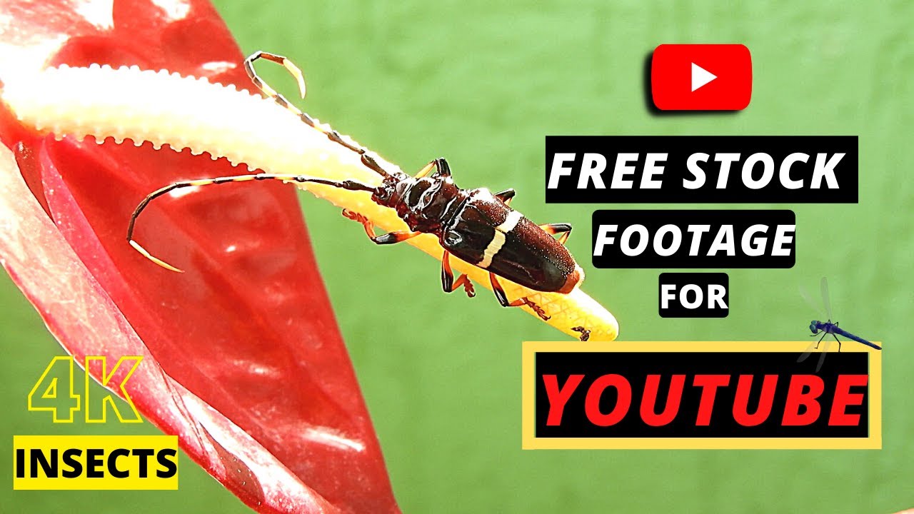 Insects | Free Stock Footage for YouTube | Stock video | No-copyright ...