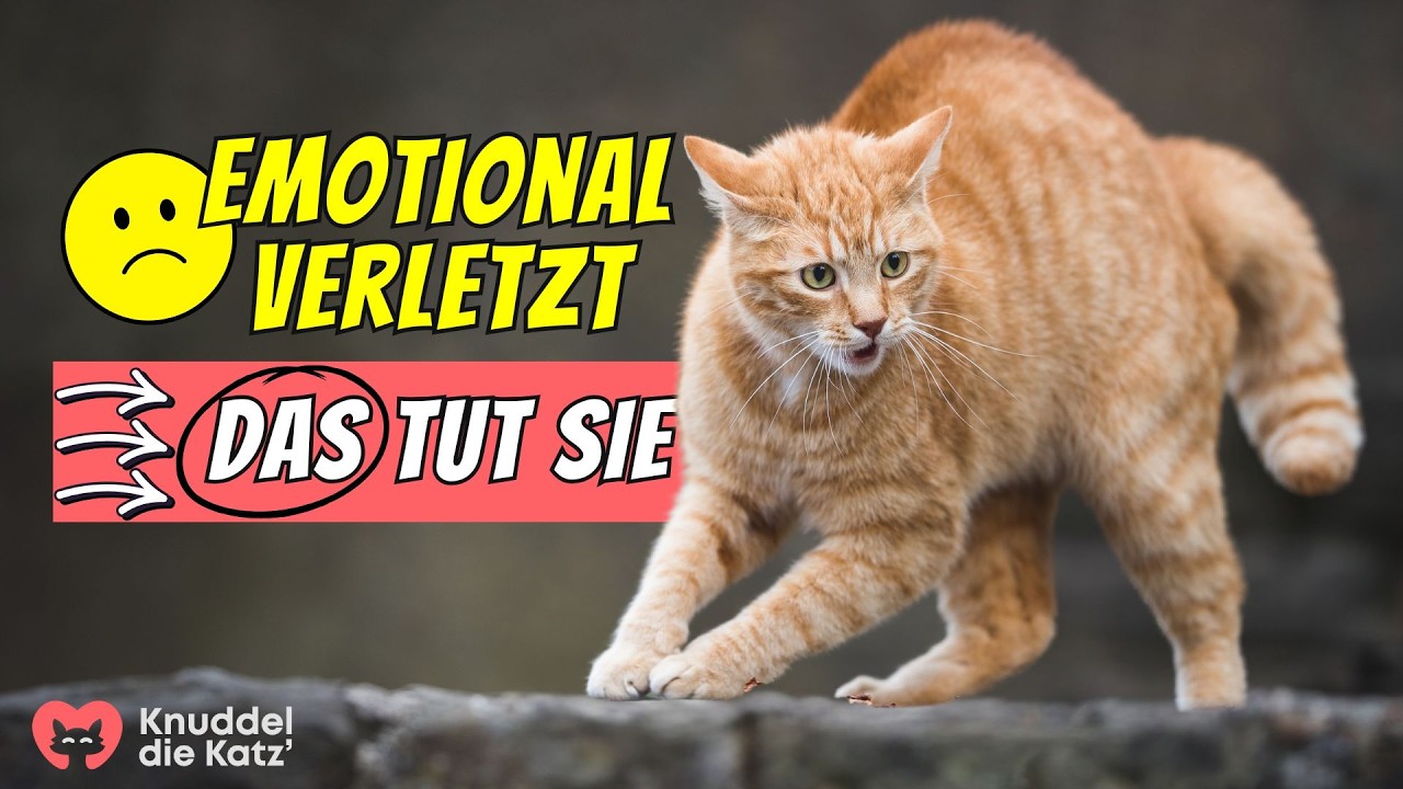 So reagiert deine Katze, wenn Du sie emotional verletzt! - YouTube