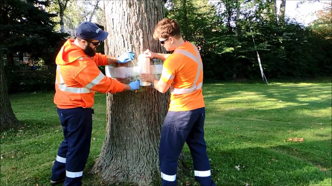 Sticky Band Trap Installation for Fall Cankerworm - City of Toronto ...