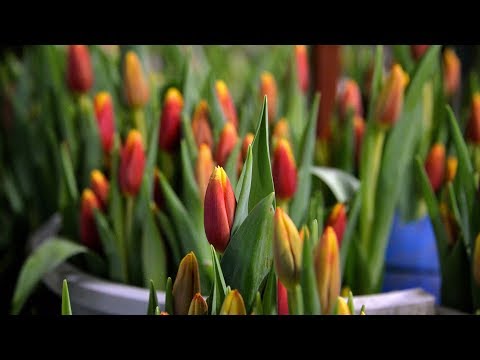 Sevgililer için suda 170 bin lale üretildi