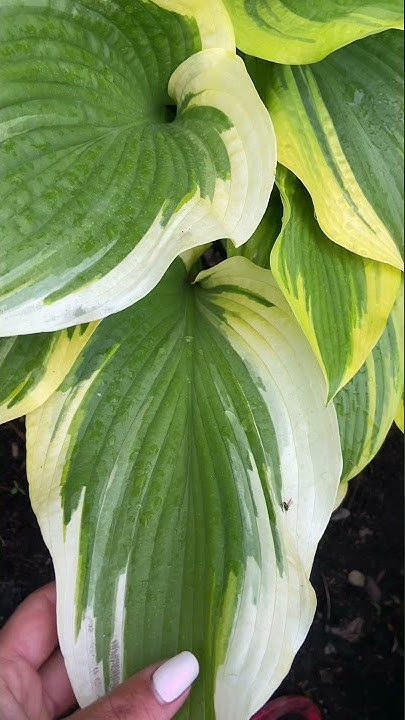 Коллекционная Хоста Монтана Ауреомаргината (hosta montana ...
