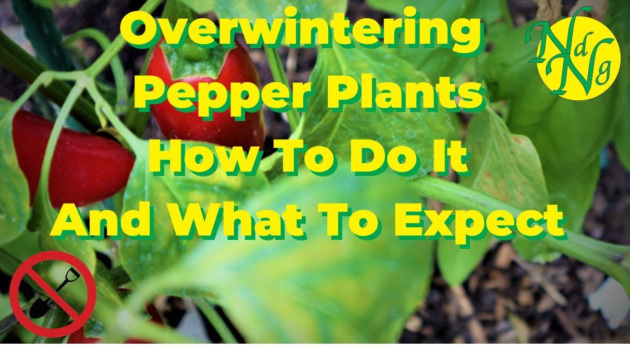 Overwintering Pepper Plants: How to do it & What To Expect - YouTube