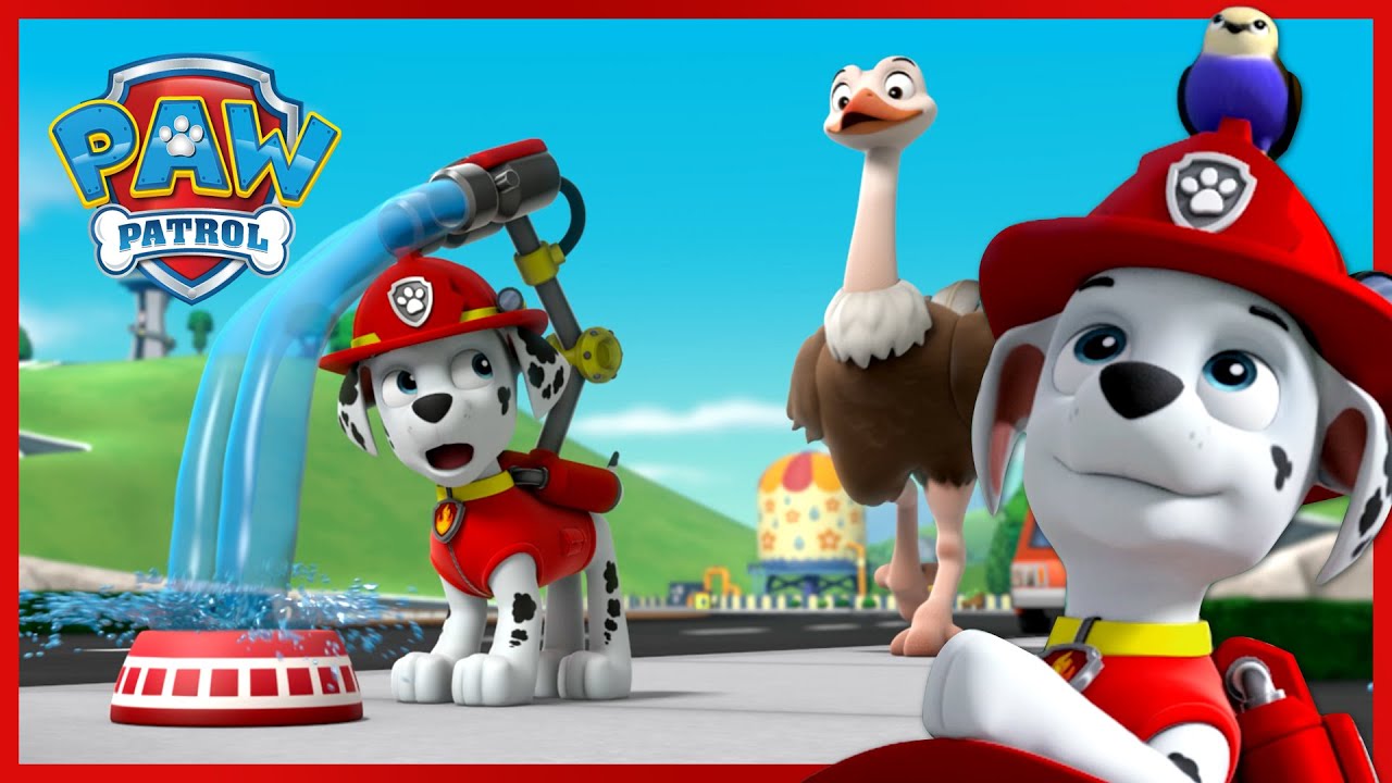 Marshall's Best Animal Rescue Moments and More! - PAW Patrol - Cartoons ...