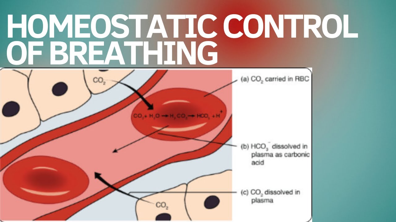 Homeostatic control of breathing - YouTube