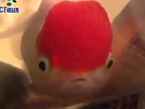 Eminem's fish be like - funny vine - YouTube