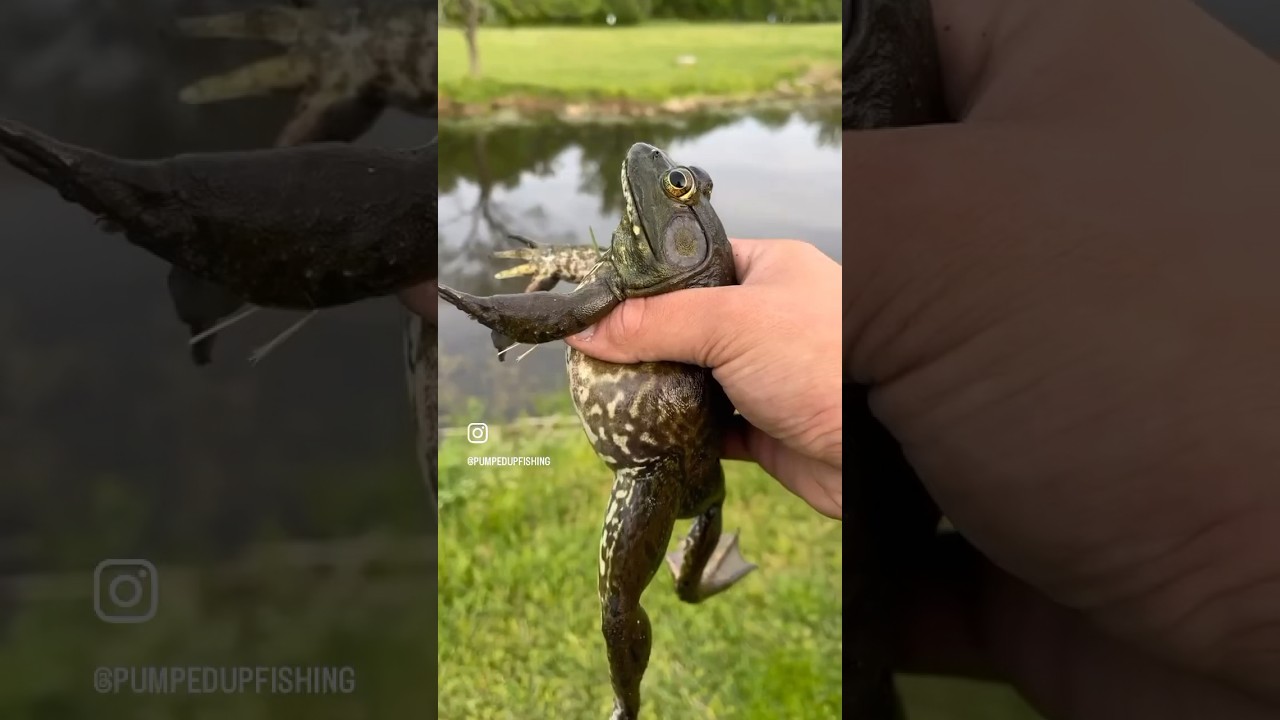 Caught everything but bass on topwater😂 #bassfishing #bass #topwater # ...