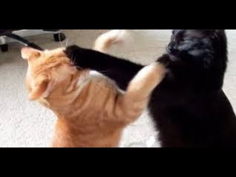 EN KOMİK KEDİ VE KÖPEK VİDEOLARI 2021 (ÇOK KOMİK)