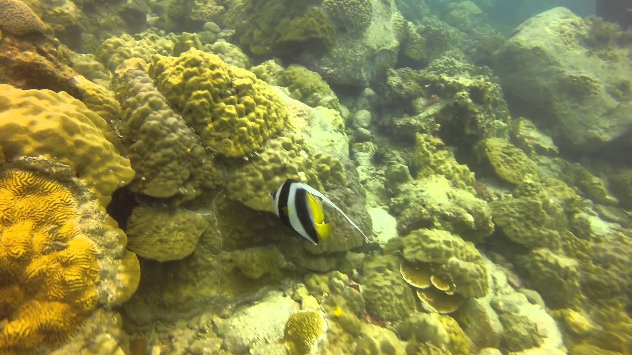Scuba Diving Coral Reefs in Koh Chang Thailand GoPro Hero 3+ 1080 HD ...