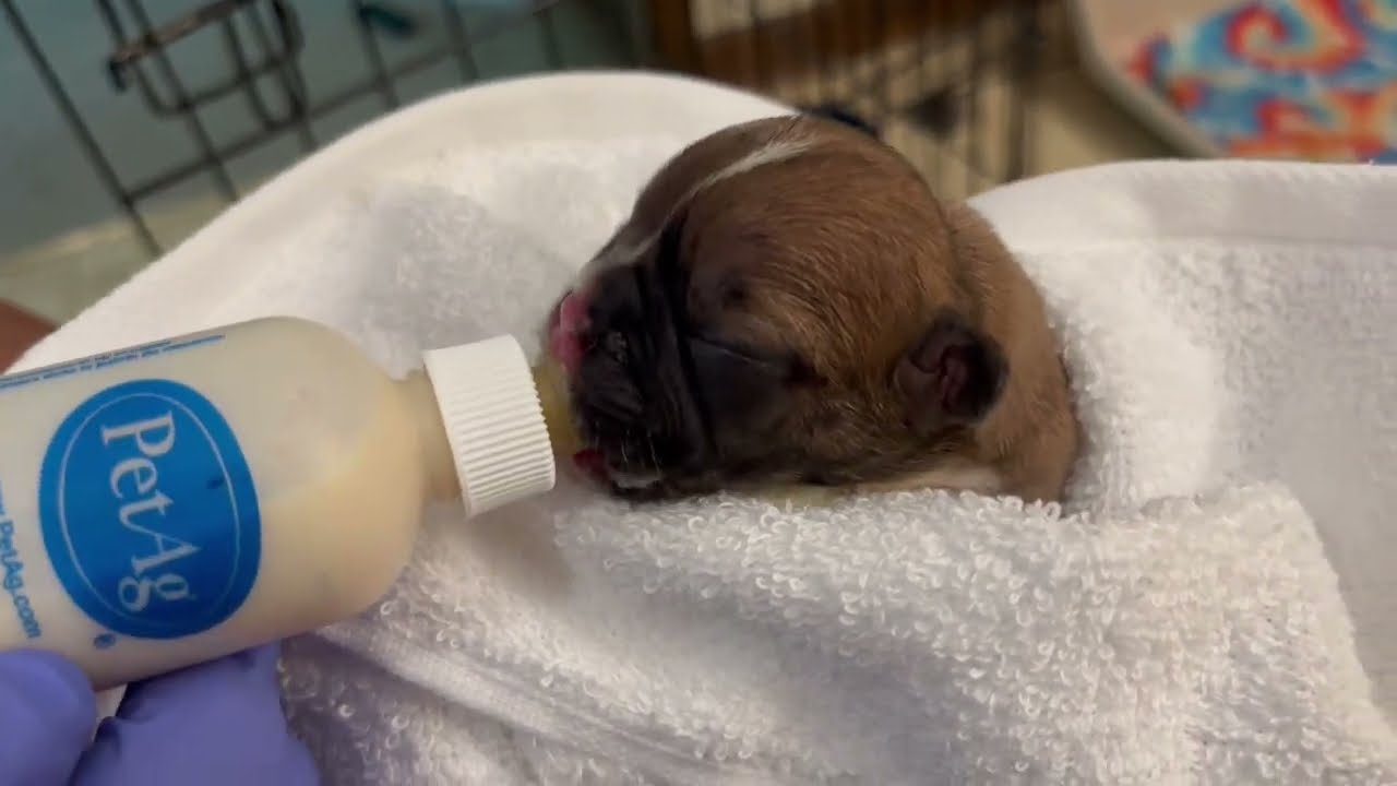 Puppy 1 Bottle Feeding Hungry Frenchie Puppy Only 2 Days Old # ...