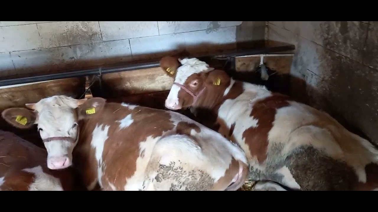 Ne-a fătat doua vaci în același zi!! - YouTube