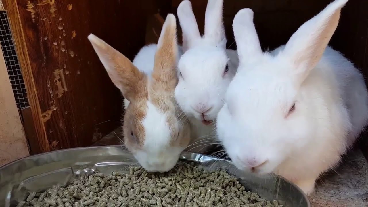 Hungry Bunny rabbits eating - YouTube