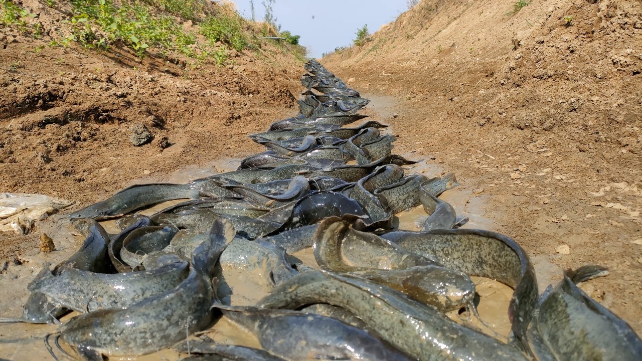 Wow amazing! a fisherman a lot of catch fish in under mud catch by ...