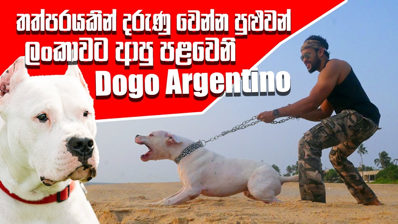 තත්පරයකින් දරුණු වෙන්න පුළුවන් ලංකාවට ආපු පළවෙනි Dogo Argentino | Pet ...