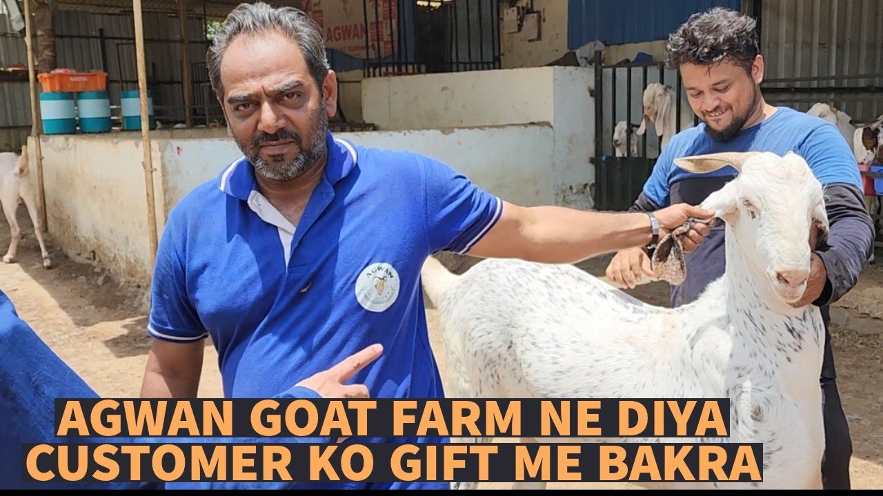 AGWAN GOAT FARM NE DIYA CUSTOMER TO GIFT ME BAKRA BHIWANDI PADGA ...