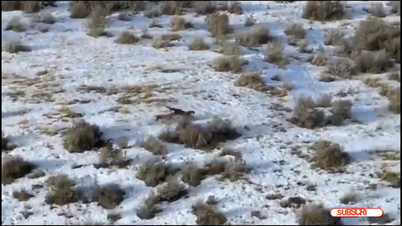 Perros Cazando Puma /Dogs hunting cougar !! - YouTube