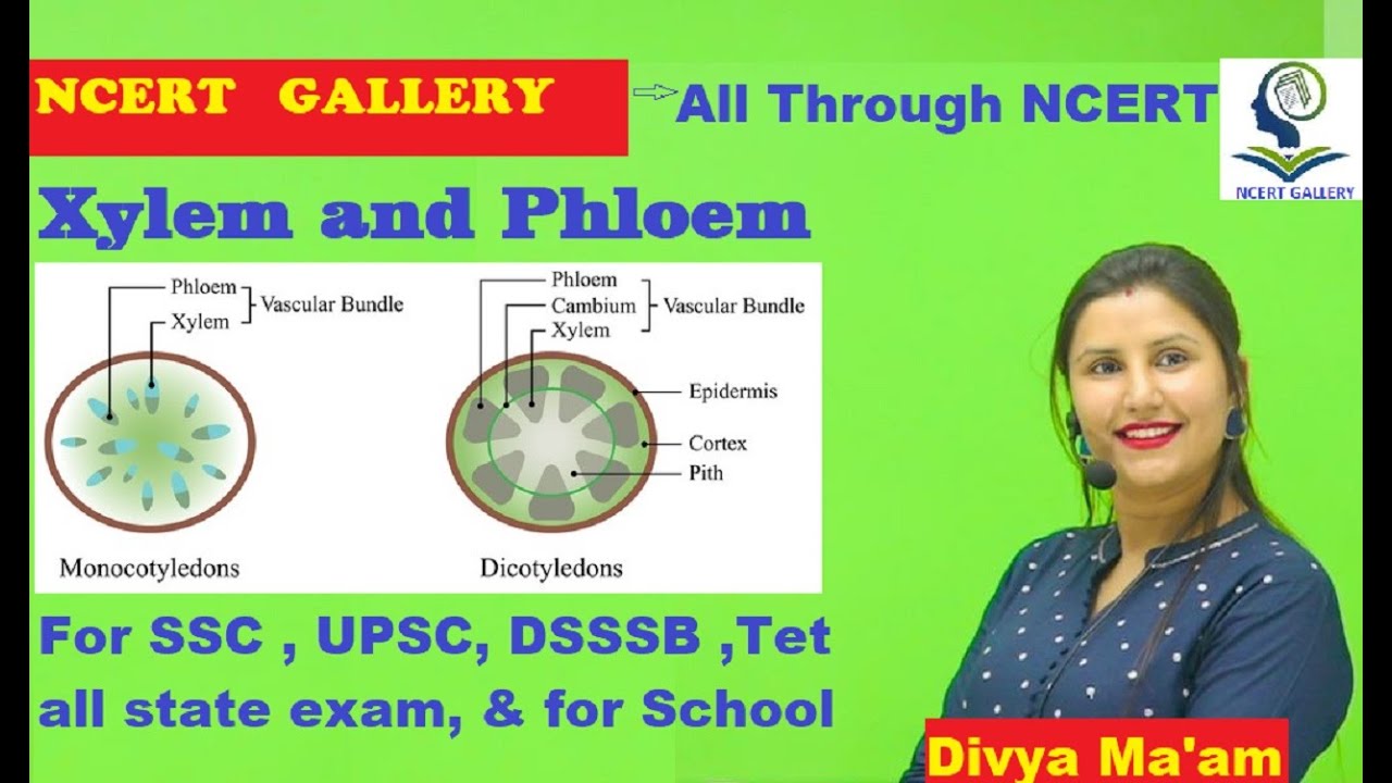 🌏 NCERT GALLERY || CLASS -10 - XYLEM & PHLOEM | DIVYA MA'AM | SSC ,UPSC ...