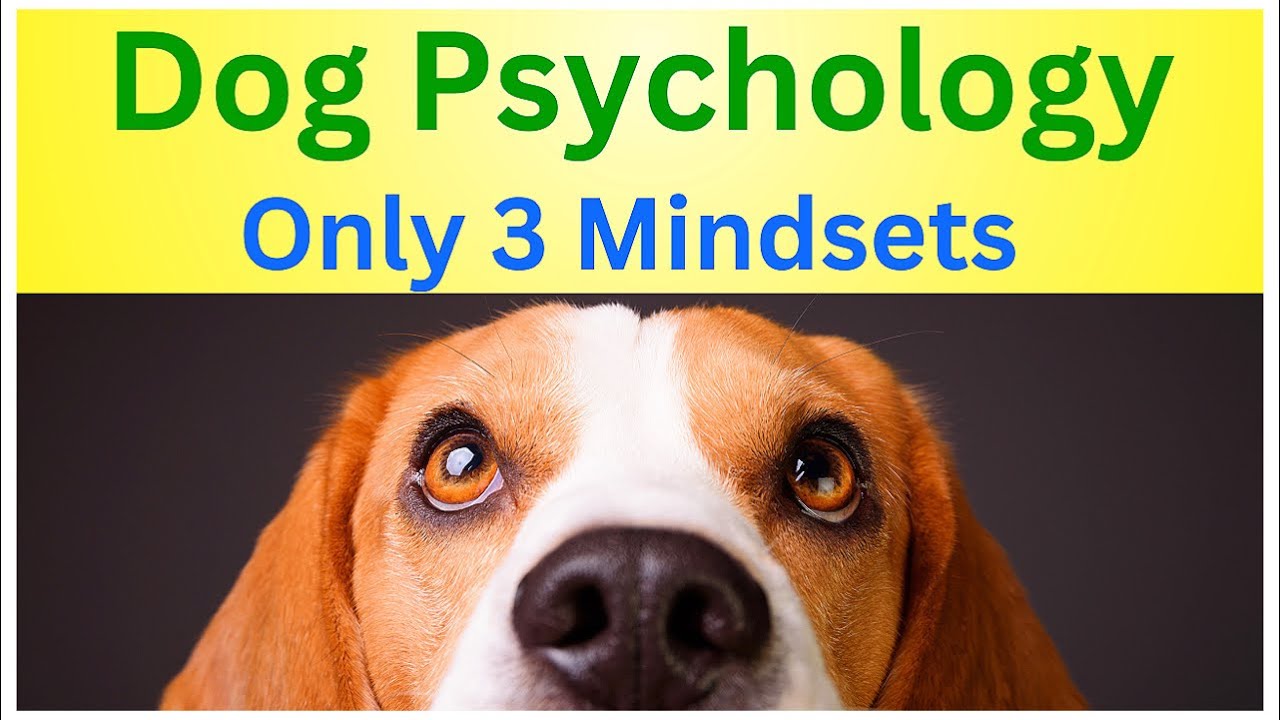 The Key to understanding what mindset your dog is in. - YouTube