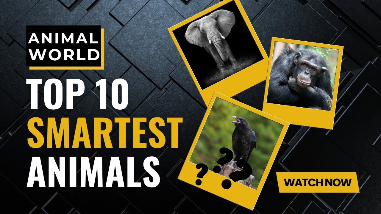 Smartest Animals | Ranking the World's Smartest Animals - YouTube