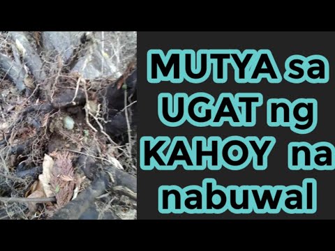Mutya sa Ugat ng Kahoy. ,#agimat ,#amulet ,#anting ,#gabay ,#magic ,# ...