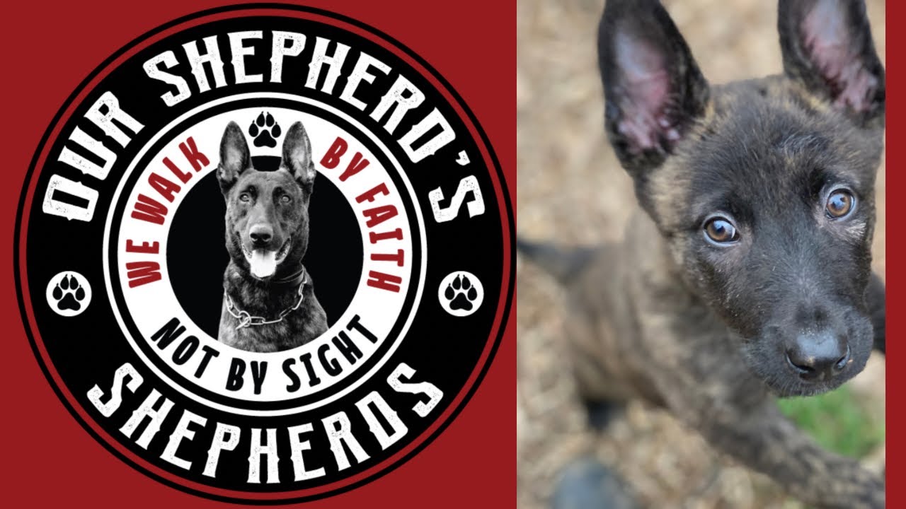 Dutch Shepherds - Jennifer Sparkman from Our Shepherds Shepherds (part ...