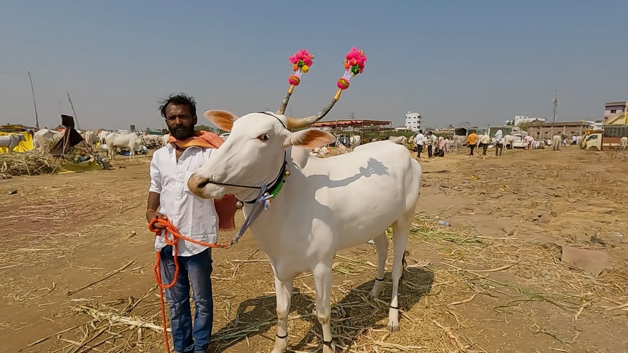 Very beautiful khillari cow for sale - YouTube