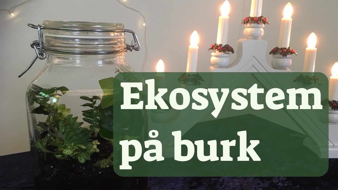 11 Ekosystem på burk - LTH:s julkalender 2018 - YouTube