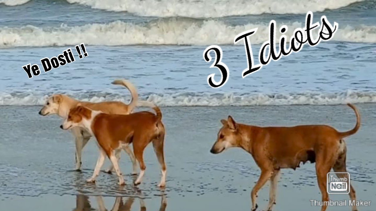 Dog Lover🐶 Attitude | Animal Lover | Cute Cat😻| Horse Riding, Chal ...