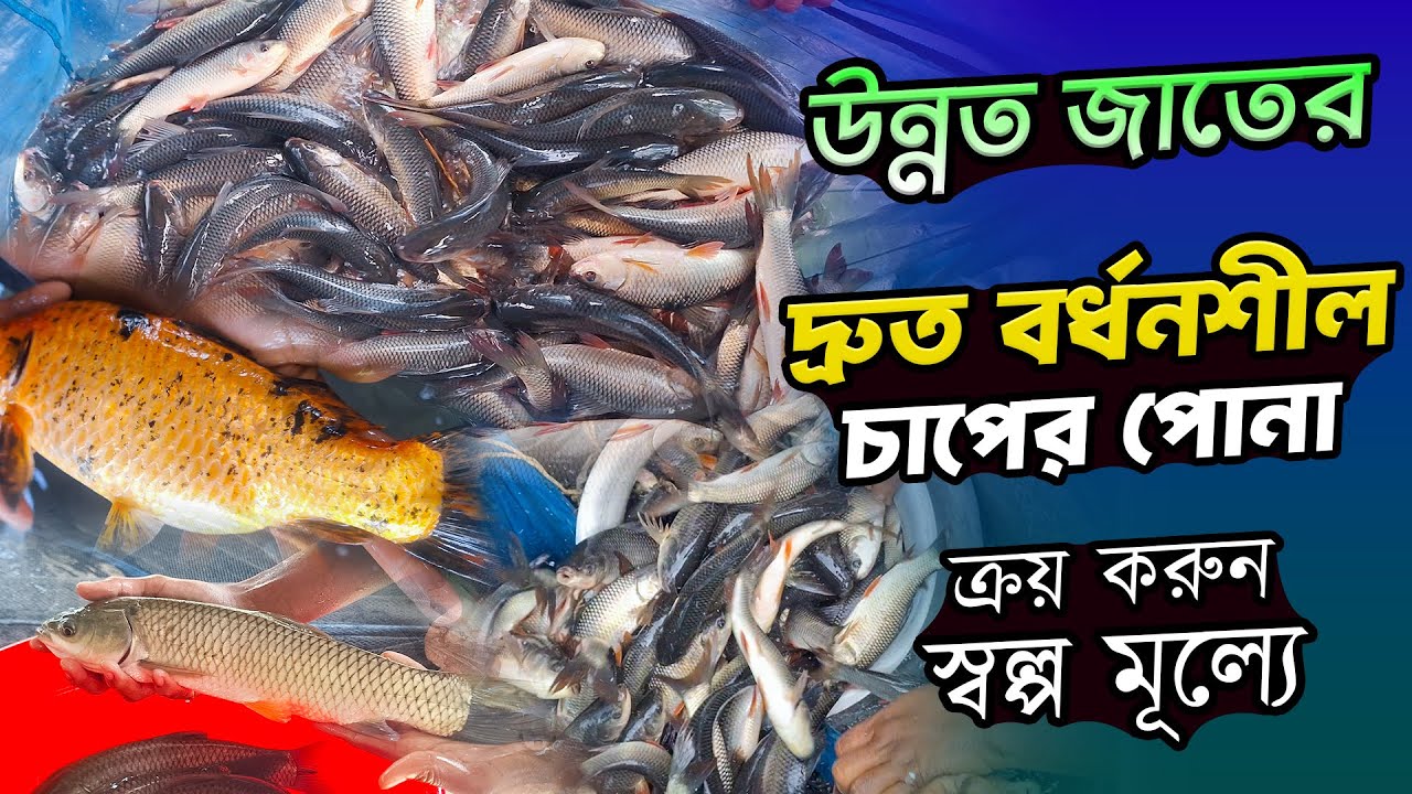 উন্নত জাতের দ্রুত বর্ধনশীল চাপের পোনা ক্রয় করুন স্বল্প মূল্যে ...