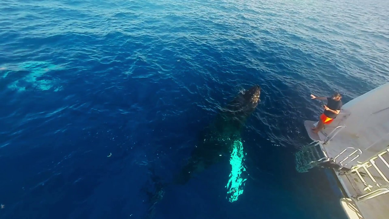 whale silver bank - YouTube