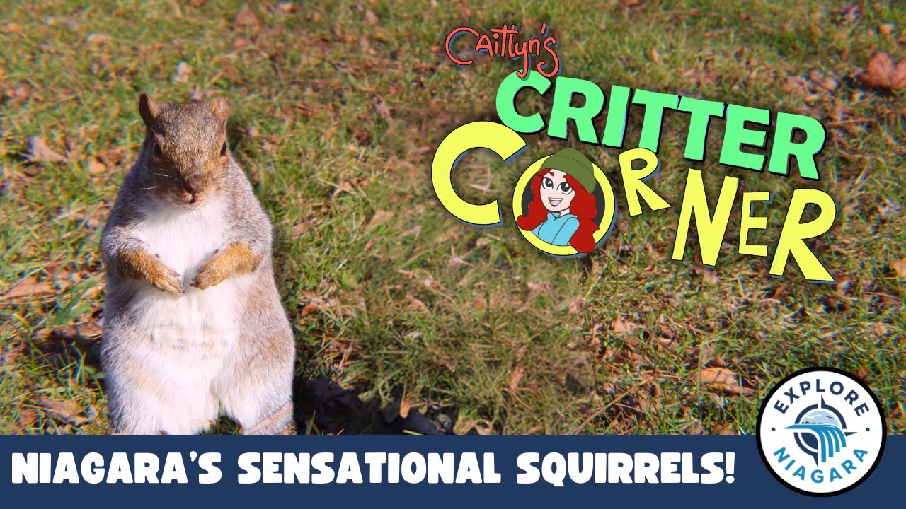The Nutty Lives of Niagara Falls Squirrels! (Caitlyn's Critter Corner Episode 1) - YouTube