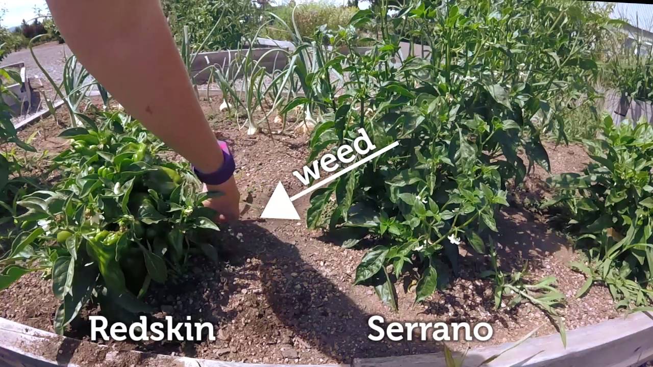 Al's Backyard Garden: Patio Peppers - YouTube