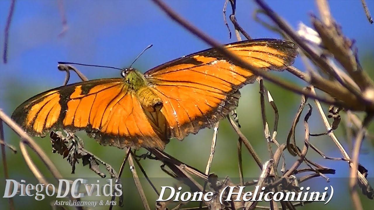 Dione juno butterfly (Heliconiini) Juno Silverspot, Juno Heliconian ...